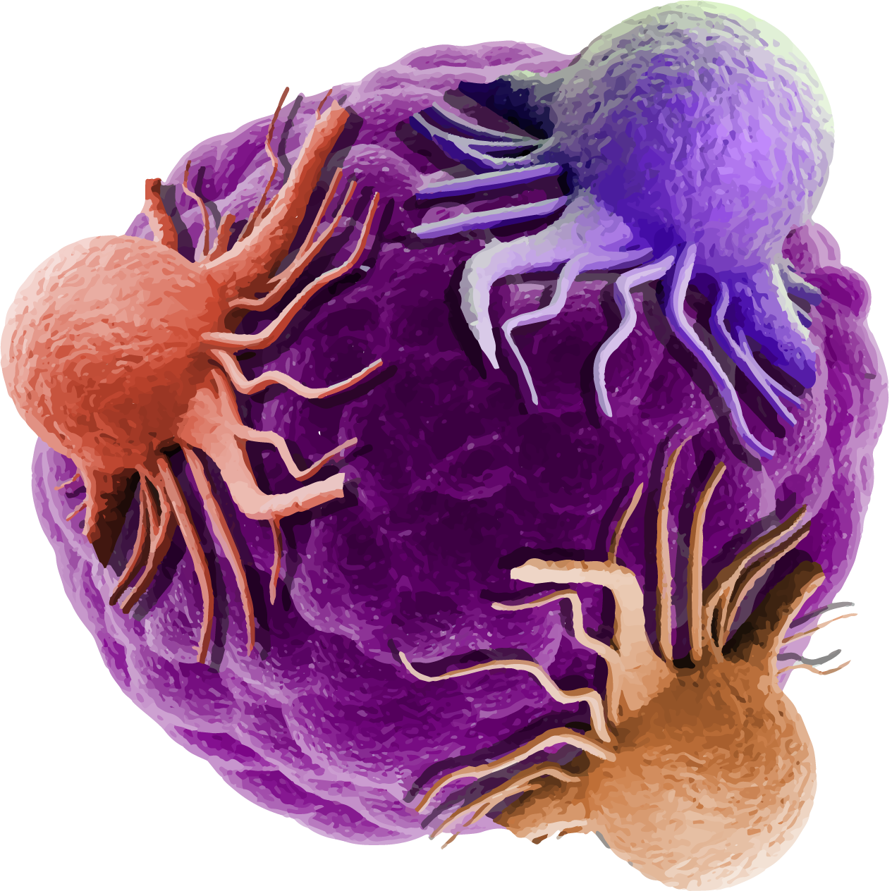 14th Tumour Models London Summit 2025